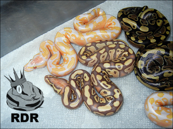 Ralph Davis Reptiles