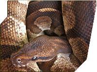 Ralph Davis Reptiles - The Martrix - Proven/Unproven Traits